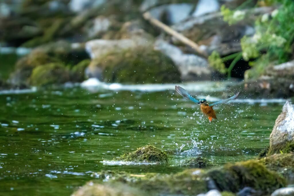 Make the most of the 2025 river season with this in-depth guide to ...
