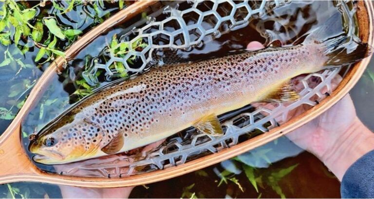 Brown Trout: A fishing guide - Fisheries.co.uk