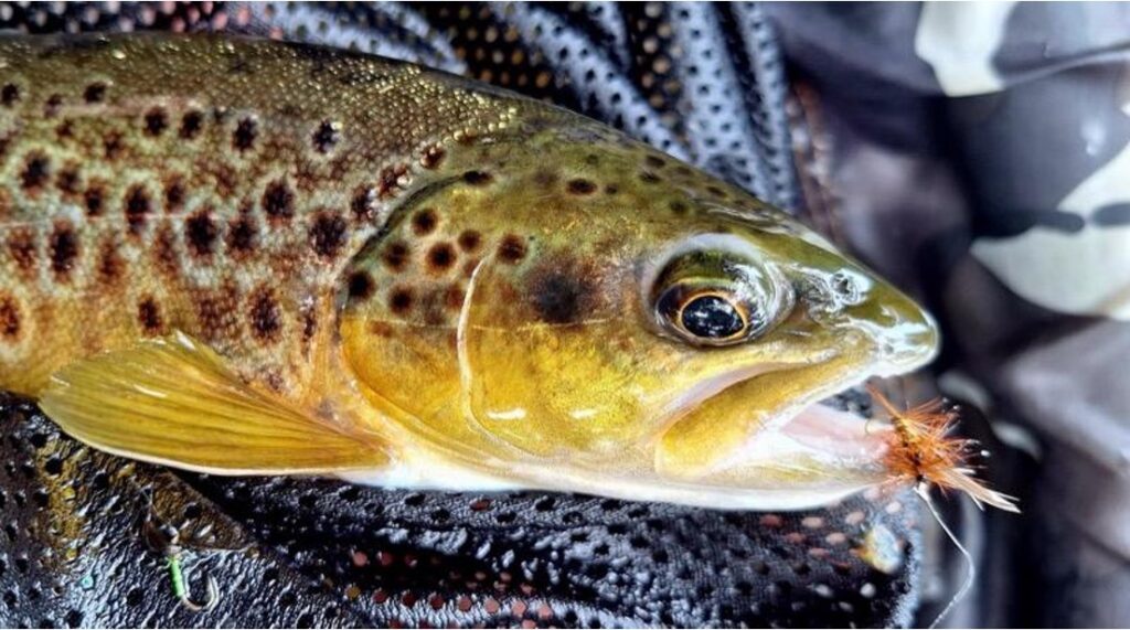 Brown Trout: A fishing guide - Fisheries.co.uk