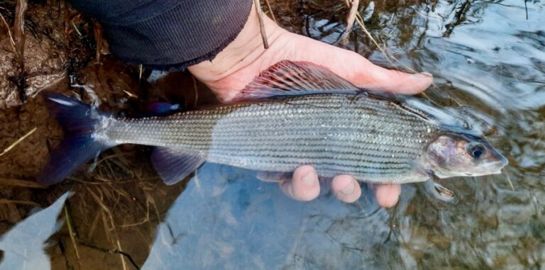 Fishing for Grayling: The anglers guide - Fisheries.co.uk