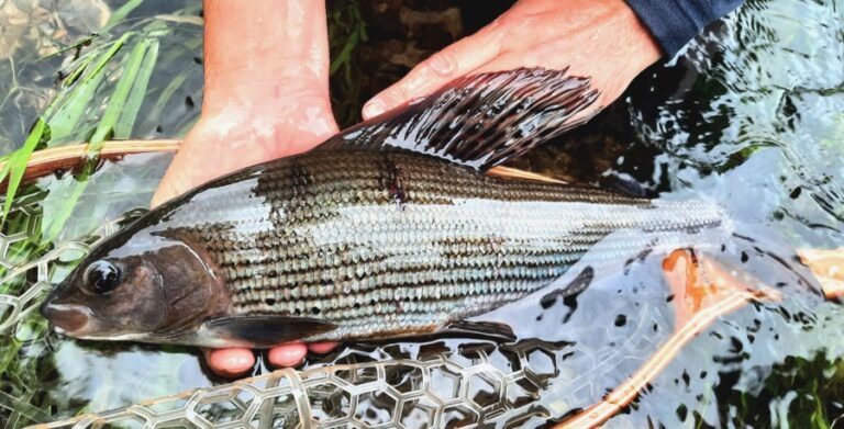 Fishing for Grayling: The anglers guide - Fisheries.co.uk