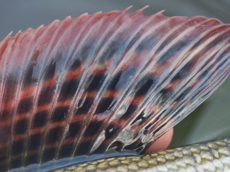 Fishing for Grayling: The anglers guide - Fisheries.co.uk