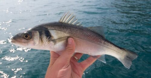 River Exe Fishing, from Source to Sea - Fisheries.co.uk